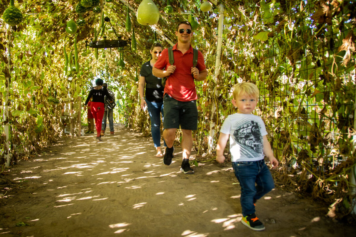 The Corn Maize opens for 5th year of fall fun in West Haven | News ...
